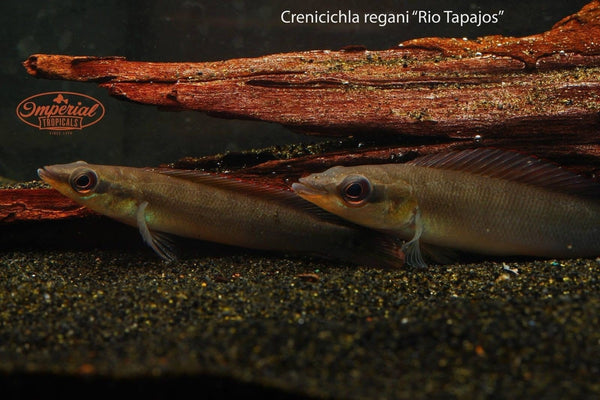 Dwarf Pike (Crenicichla regani) – Imperial Tropicals