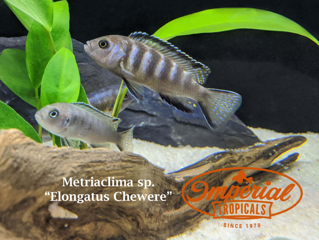 Elongatus Chewere (Metriaclima sp.) – Imperial Tropicals