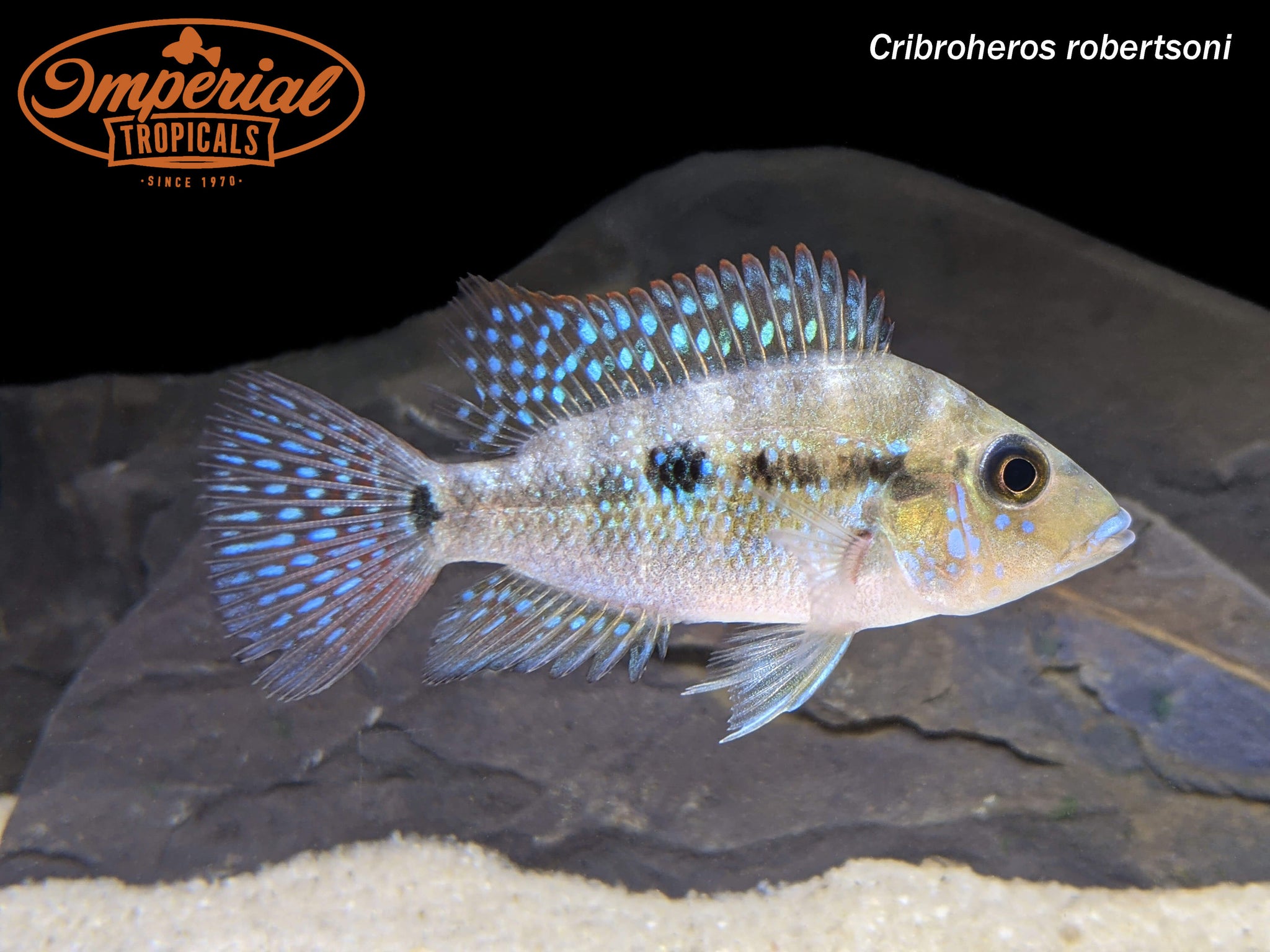 Emerald Cichlid (Cribroheros robertsoni) - shop Imperial Tropicals