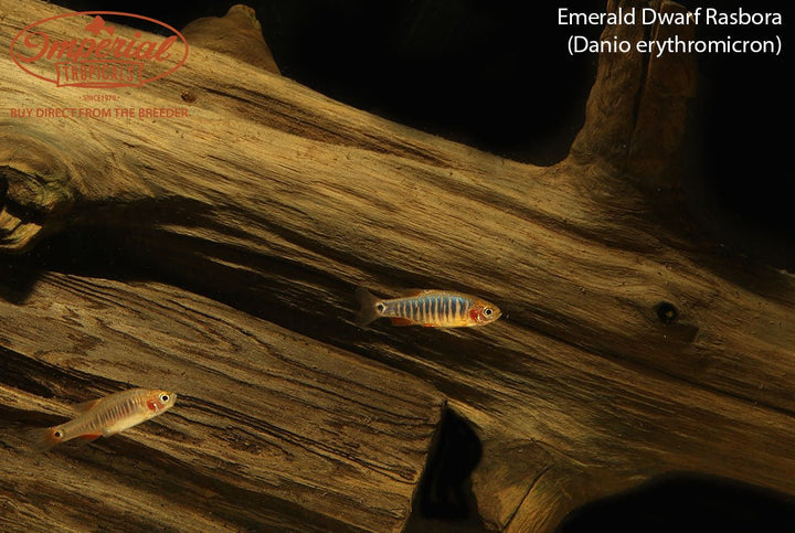 Cyprinids and tetras – Imperial Tropicals