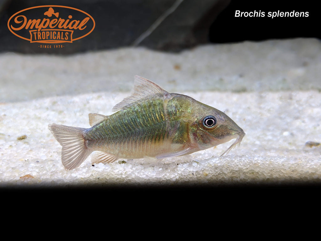 Emerald Green Cory (Brochis splendens) – Imperial Tropicals