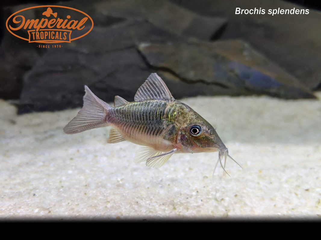 Catfish – Imperial Tropicals