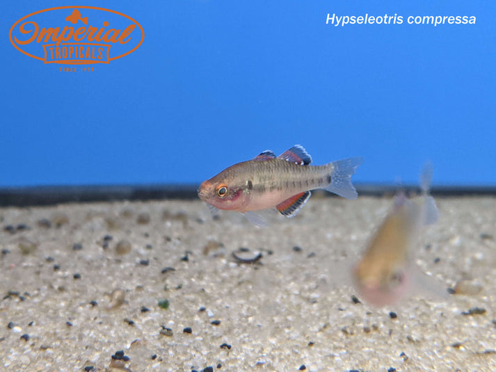 Empire Gudgeon (Hypseleotris compressa) - shop Imperial Tropicals