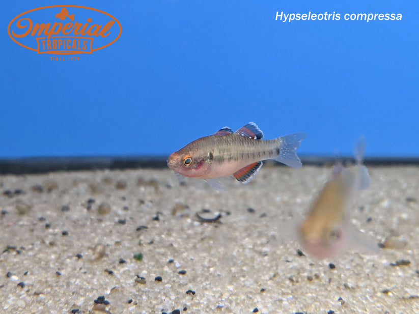 Empire Gudgeon (Hypseleotris compressa) - shop Imperial Tropicals