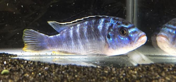 Exasperatus Cichlid (Labidochromis joanjohnsonae) - shop Imperial Tropicals