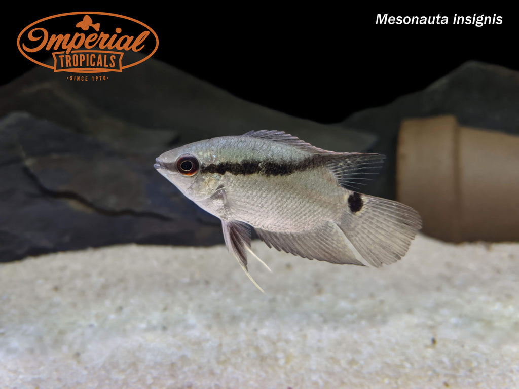 Festivum/Flag Cichlid (Mesonauta insignis) – Imperial Tropicals