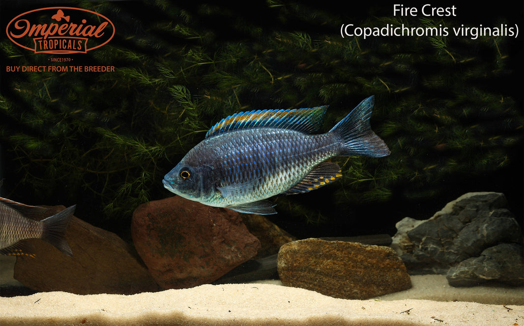 African cichlids – Page 3 – Imperial Tropicals