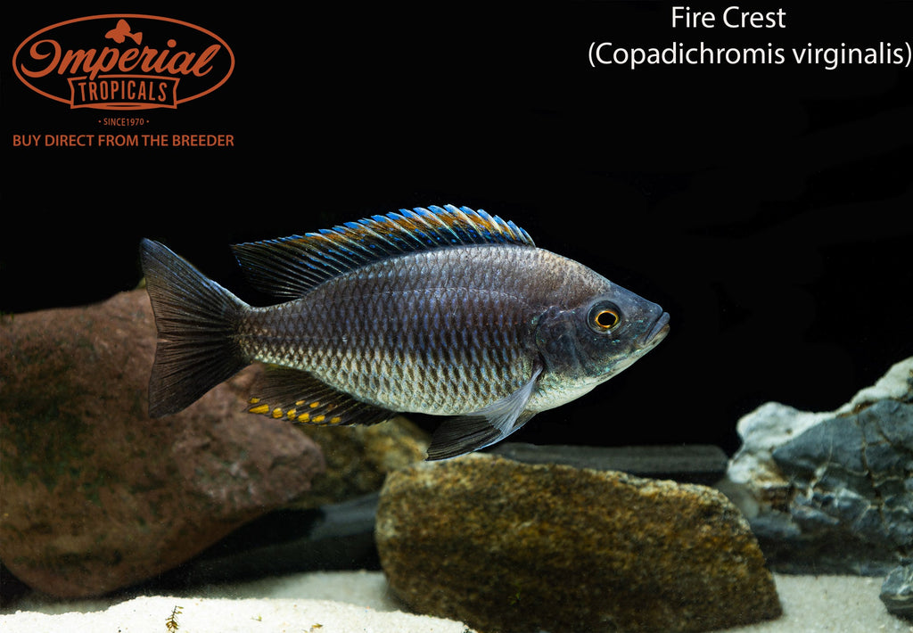 Fire Crest (Copadichromis virginalis) – Imperial Tropicals