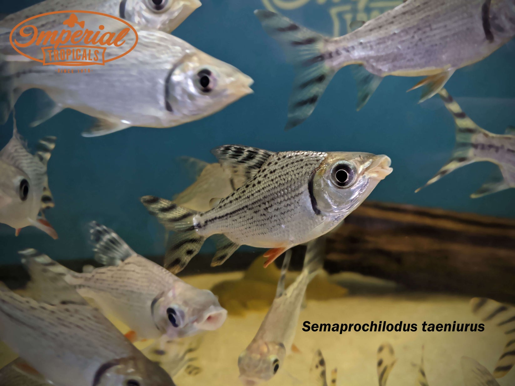 Flagtail Prochilodus (Semaprochilodus taeniurus) - shop Imperial Tropicals