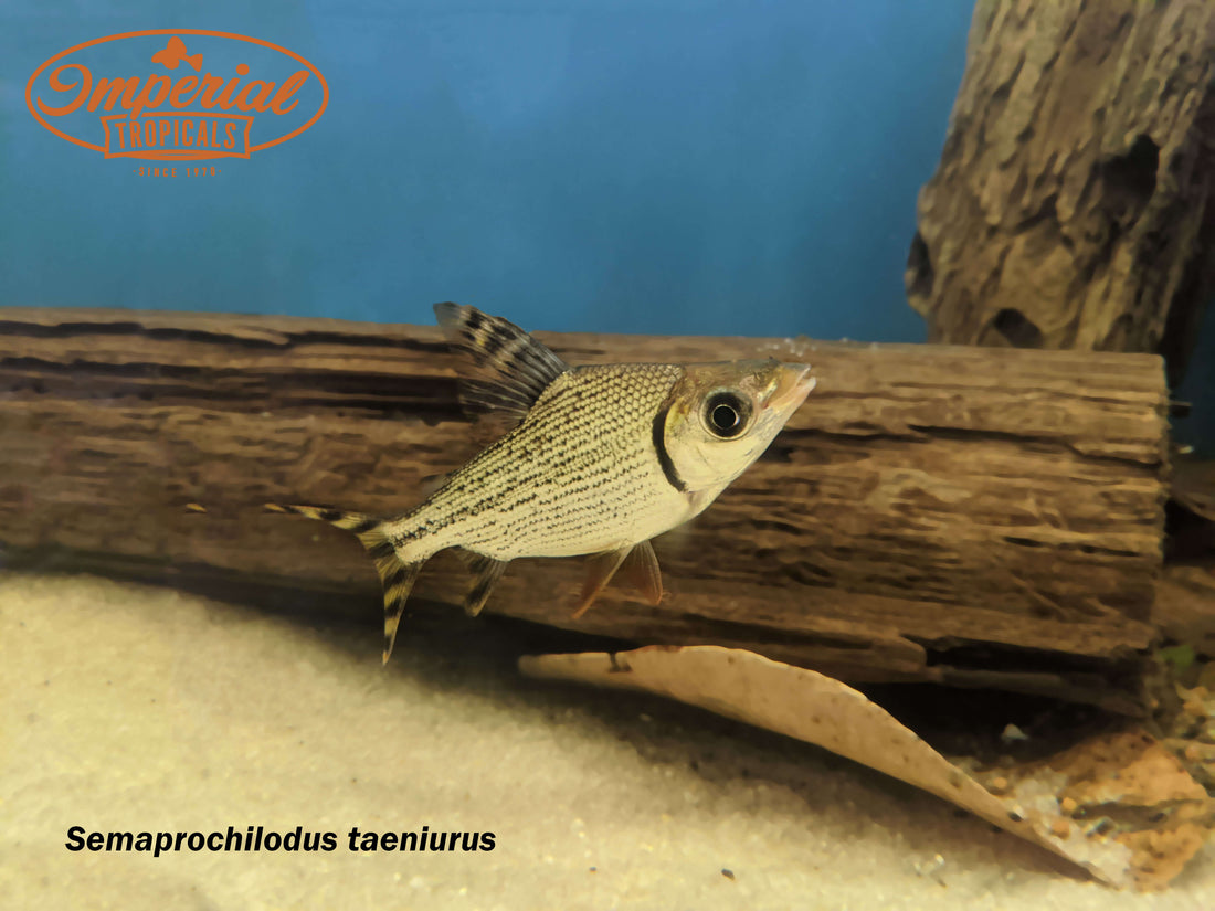 Flagtail Prochilodus (Semaprochilodus taeniurus) - shop Imperial Tropicals