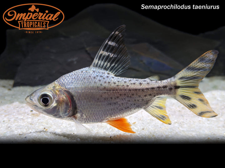 Characiformes (Tetras) – Imperial Tropicals