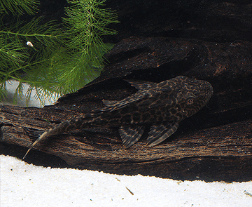 Plecos and Other Loricariids – Page 2 – Imperial Tropicals
