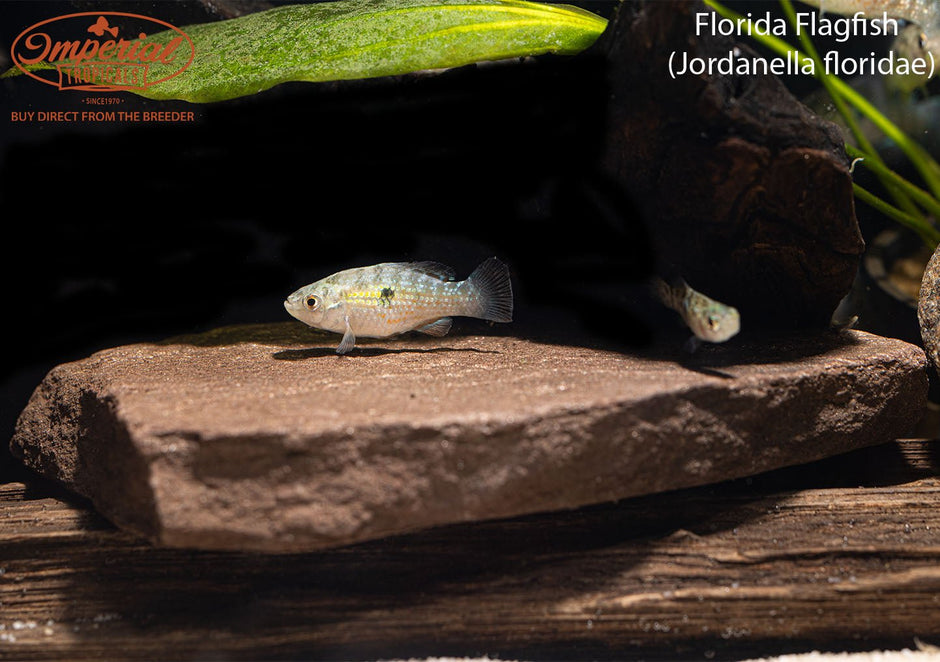 Imperial Tropicals - Buy aquarium fish direct from the breeder