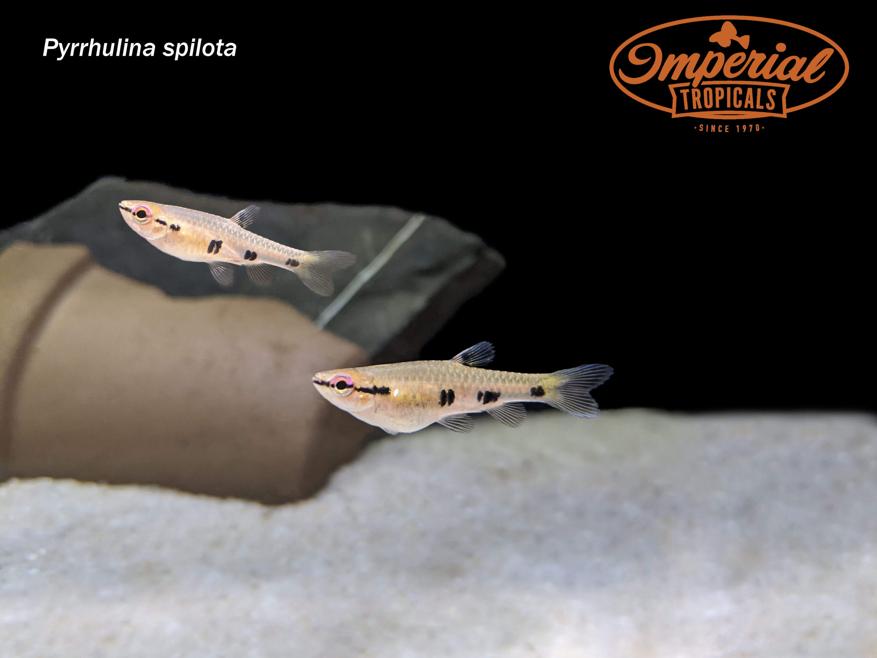 Four Spot Splash Tetra (Pyrrhulina spilota) - shop Imperial Tropicals