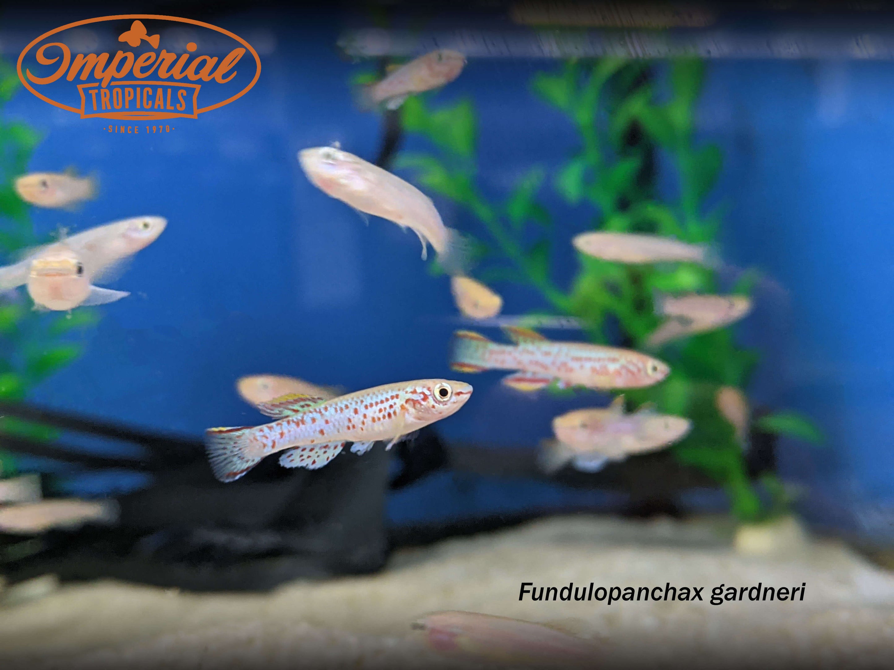 Gardneri Killi (Fundulopanchax gardneri) - shop Imperial Tropicals