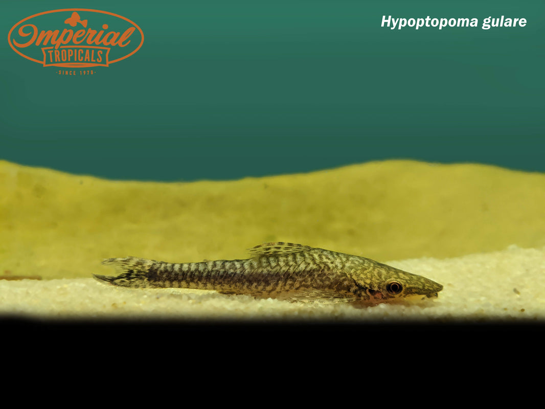 Plecos and Other Loricariids – Page 2 – Imperial Tropicals