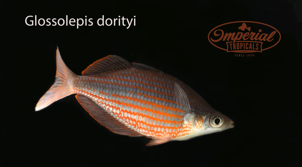 Dority's Rainbowfish (Glossolepis dorityi) – Imperial Tropicals