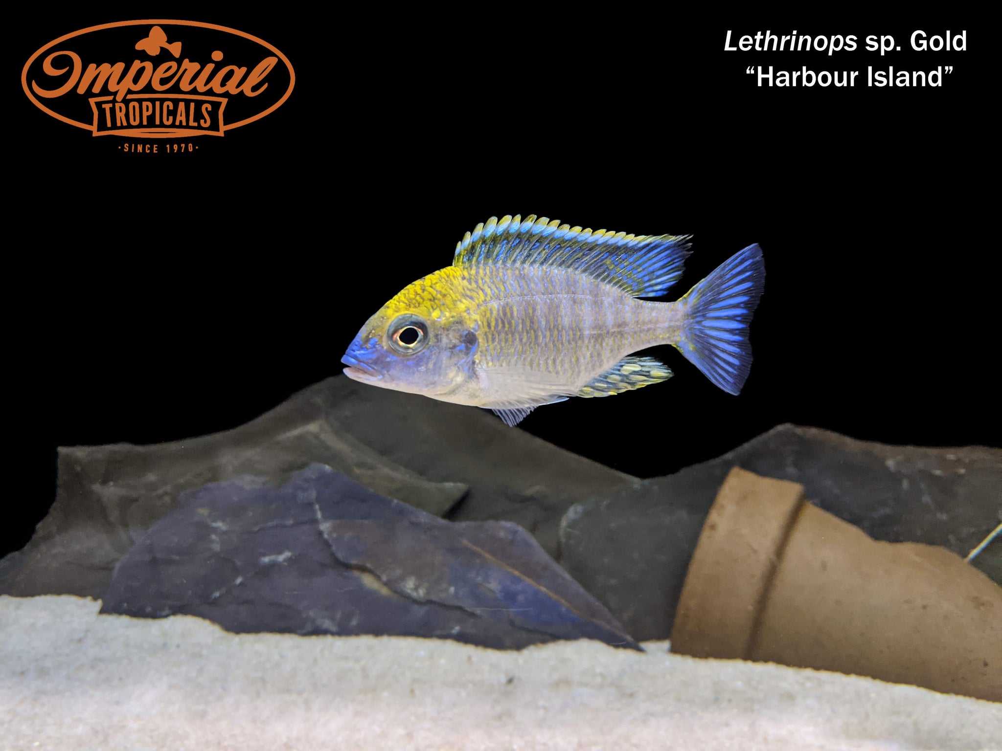 Gold "Harbour Island" Lethrinops (Lethrinops sp.) - shop Imperial Tropicals