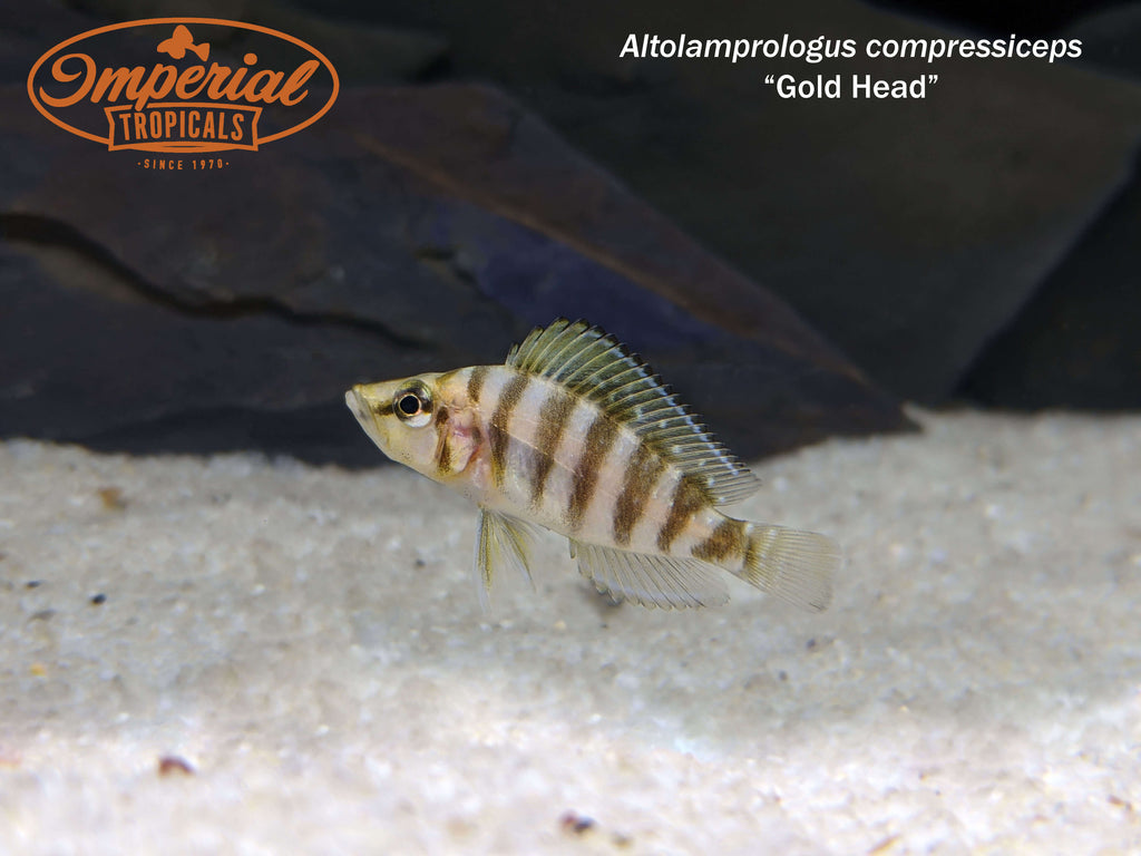 Gold Head Compressiceps (Altolamprologus compressiceps) – Imperial ...