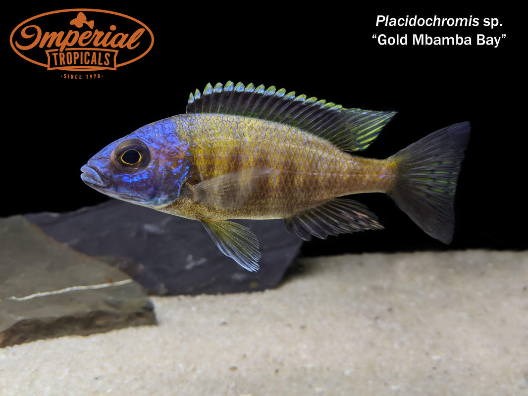 African cichlids – Page 4 – Imperial Tropicals