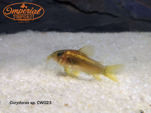 Gold Stripe Cory (Corydoras sp. CW023) – Imperial Tropicals