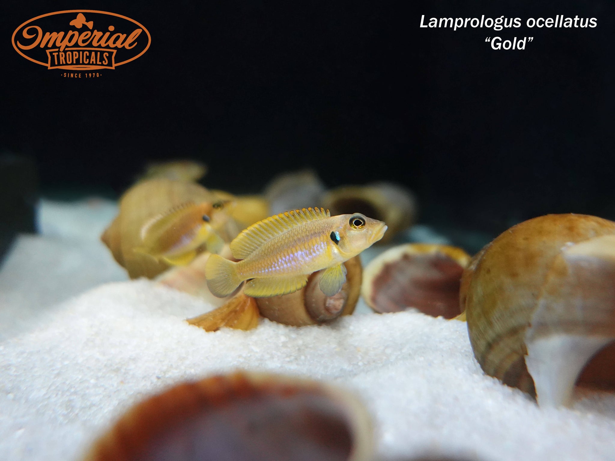 Gold Ocellatus (Lamprologus ocellatus) - shop Imperial Tropicals