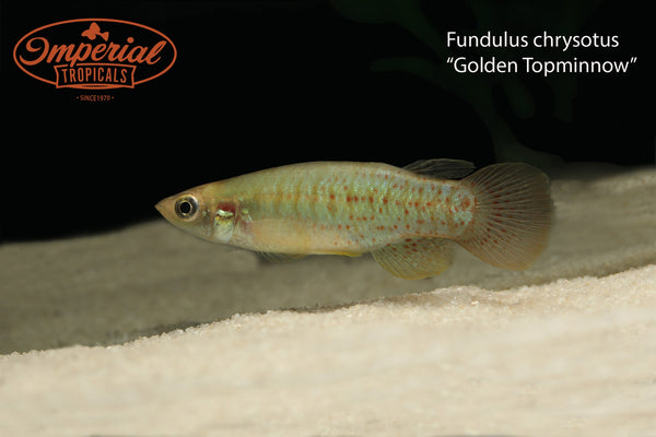 Golden Topminnow (Fundulus chrysotus) – Imperial Tropicals