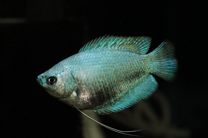 Labyrinth fish – Imperial Tropicals