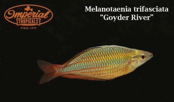 Goyder River Rainbowfish (Melanotaenia trifasciata) – Imperial Tropicals
