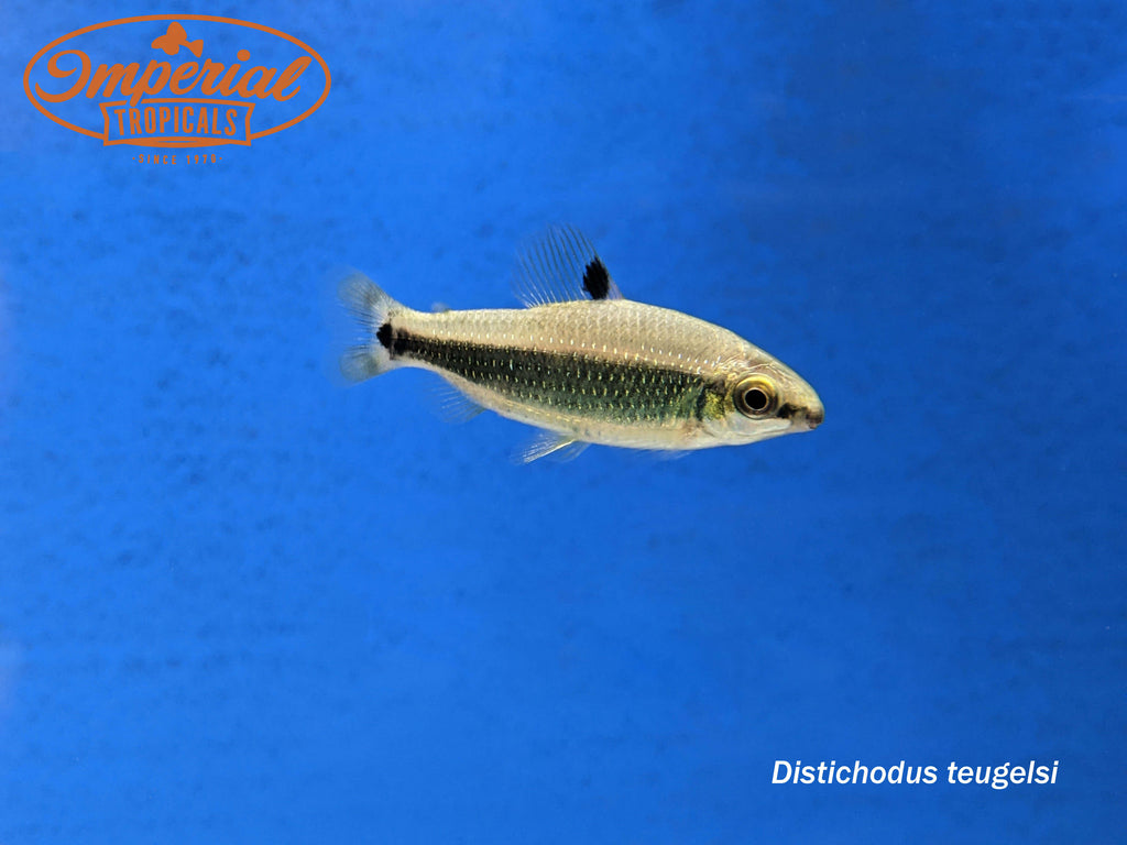 Green Dwarf Distichodus (Distichodus teugelsi) – Imperial Tropicals
