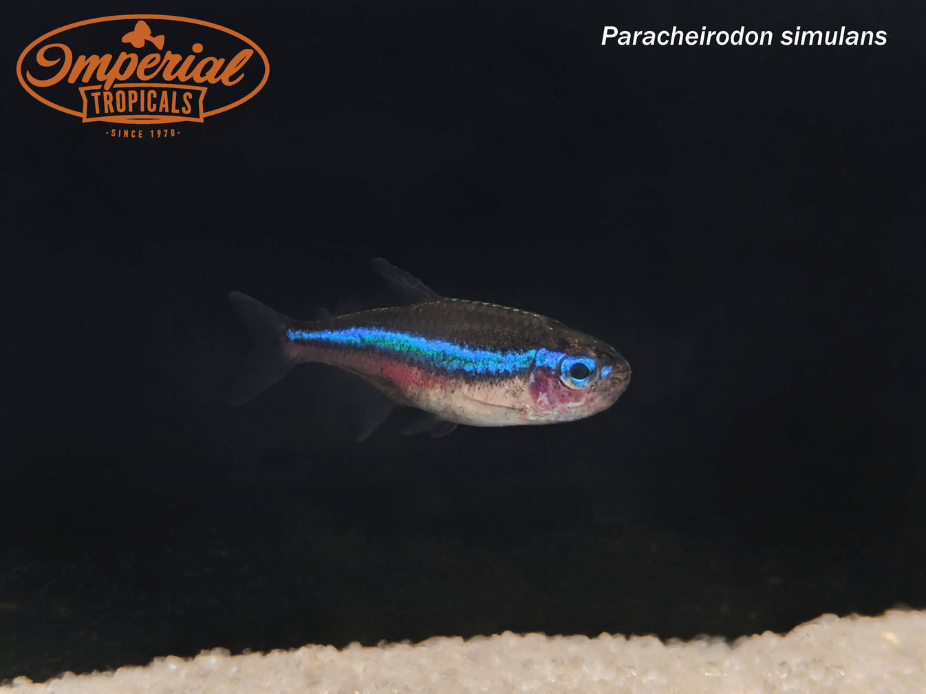 Green Neon Tetra (Paracheirodon simulans) - shop Imperial Tropicals