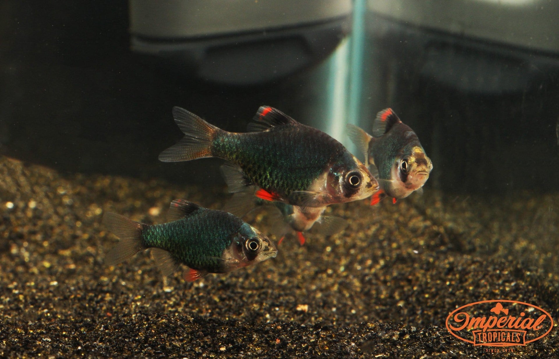 Green Tiger Barb Fish