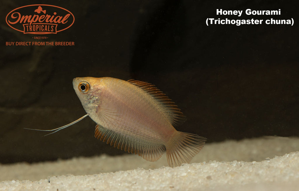 Honey Gourami (Trichogaster chuna) – Imperial Tropicals