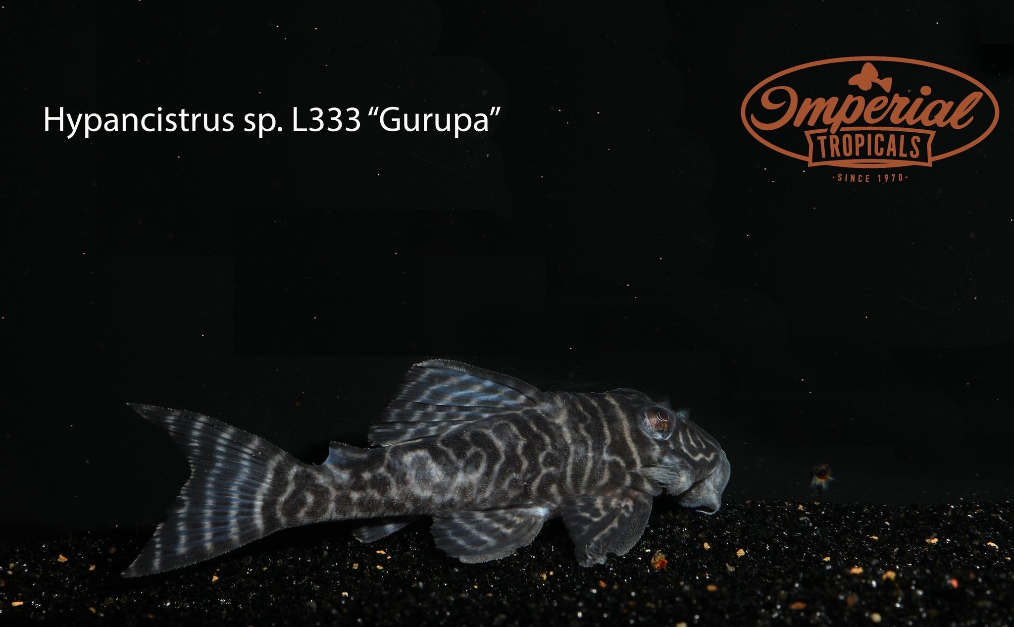 L333 Gurupa Pleco (Hypancistrus sp.)) - shop Imperial Tropicals