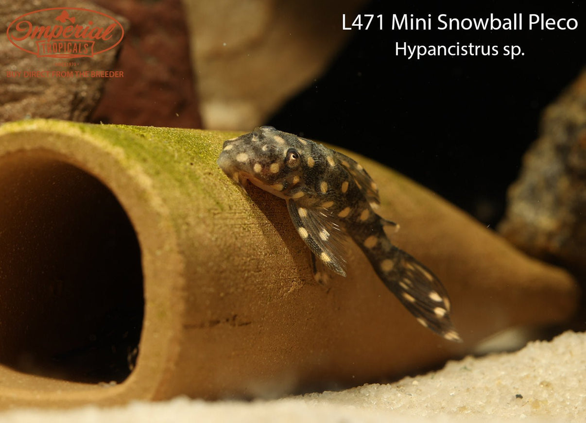 L471 Mini Snowball Pleco (Hypancistrus sp.) - shop Imperial Tropicals