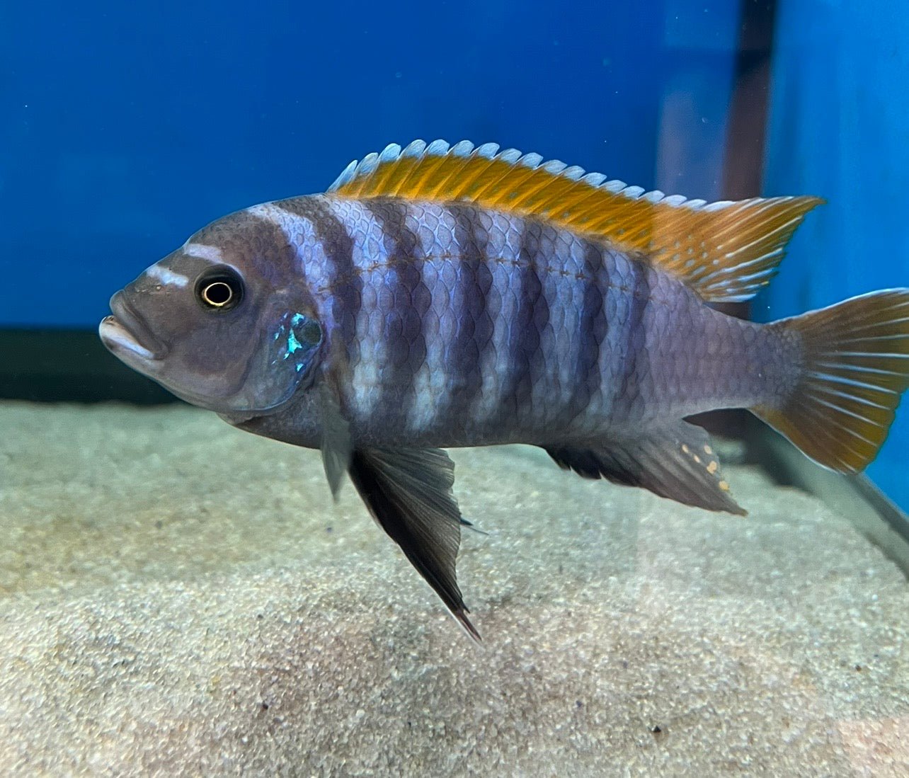 Metriaclima aurora "Likoma" - shop Imperial Tropicals