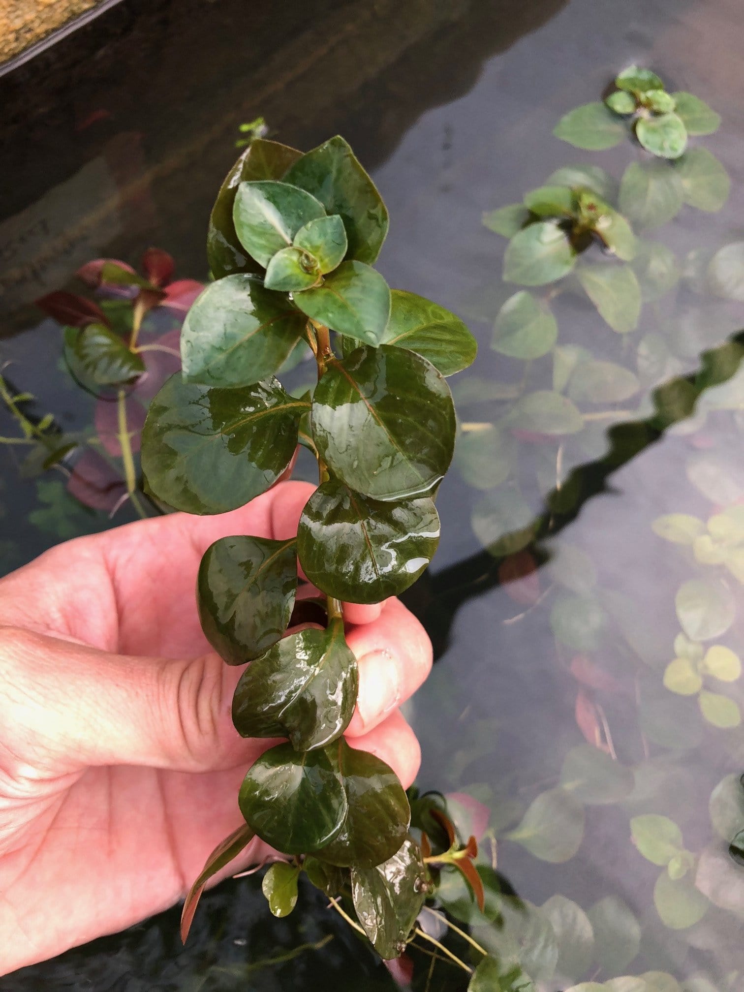 Ludwigia repens - shop Imperial Tropicals