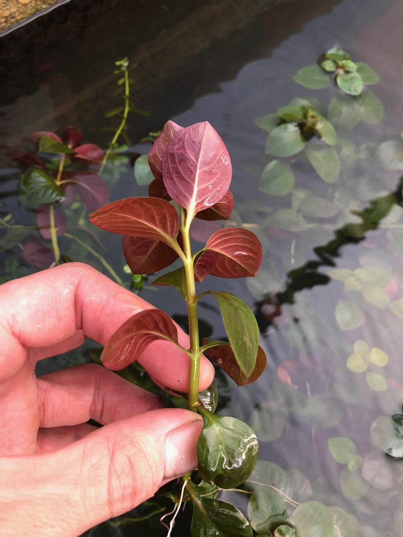 Ludwigia repens - shop Imperial Tropicals