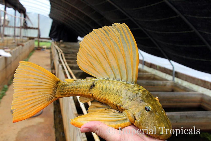 Hypostomus luteus (Phase 3) - shop Imperial Tropicals