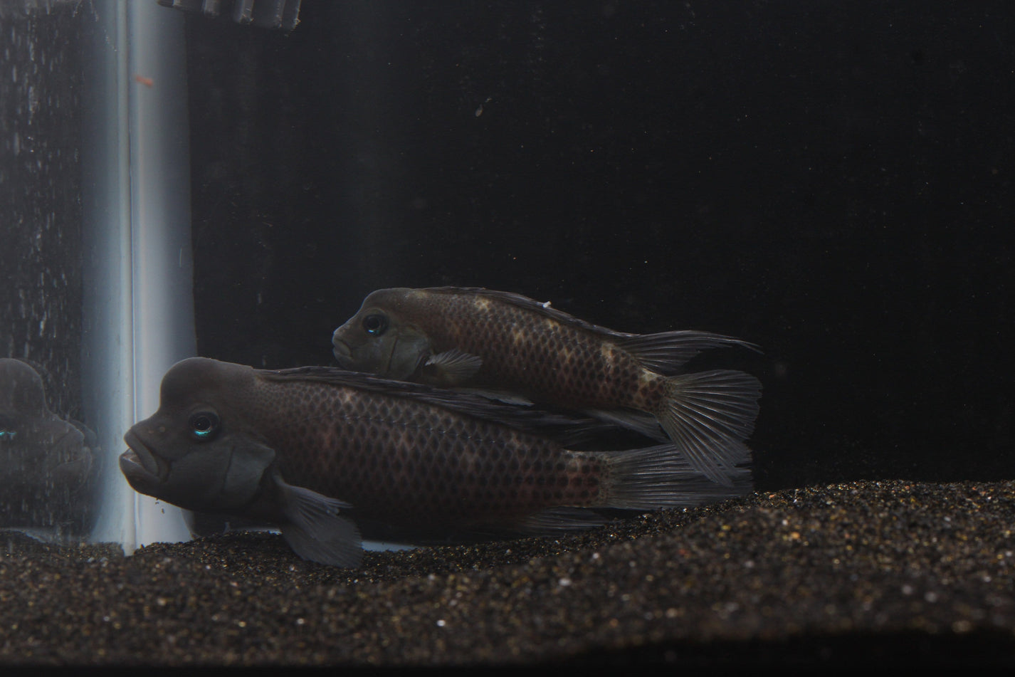 Buffalo Head Cichlid (Steatocranus casuarius) - shop Imperial Tropicals