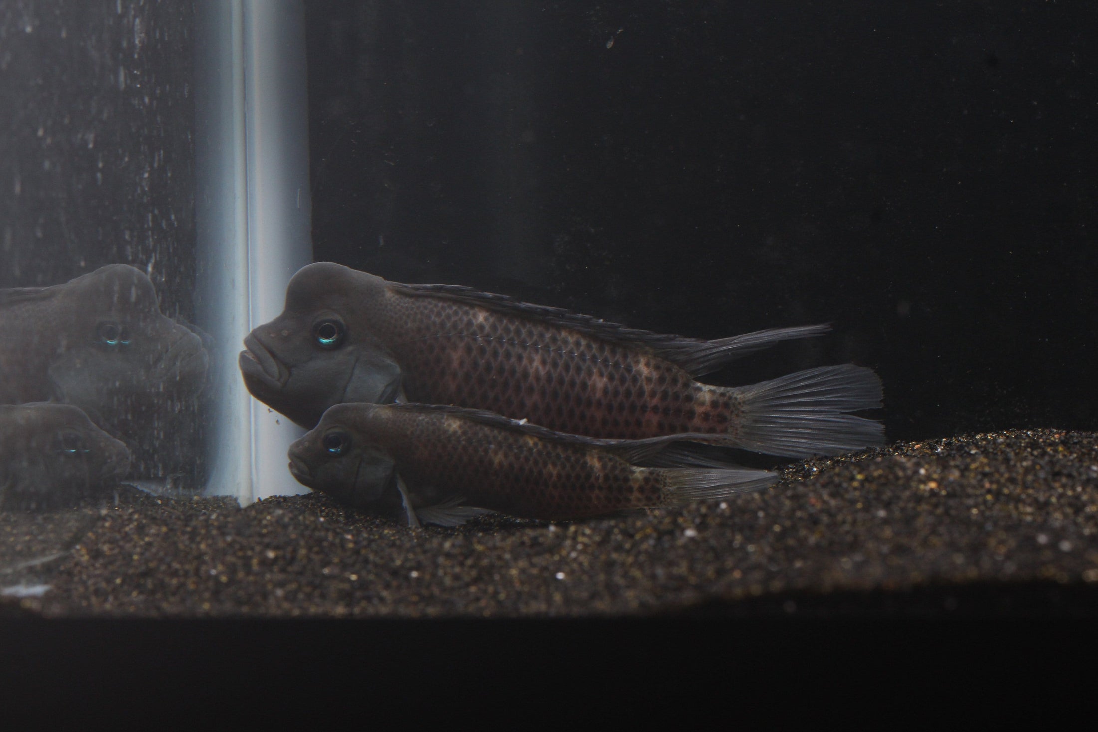 Buffalo Head Cichlid (Steatocranus casuarius) - shop Imperial Tropicals