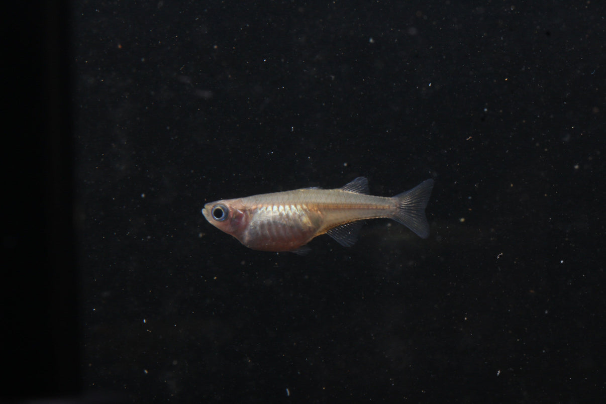 Signifer Blue-Eye (Pseudomugil signifer) - shop Imperial Tropicals