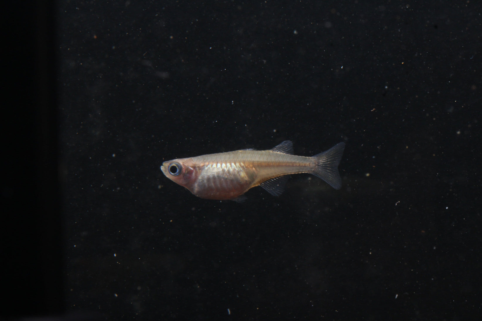 Signifer Blue-Eye (Pseudomugil signifer) - shop Imperial Tropicals