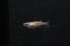 Signifer Blue-Eye (Pseudomugil signifer) - shop Imperial Tropicals