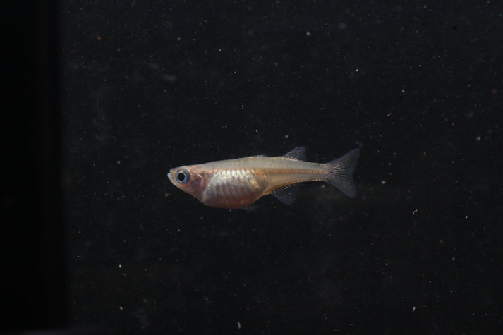 Signifer Blue-Eye (Pseudomugil signifer) - shop Imperial Tropicals