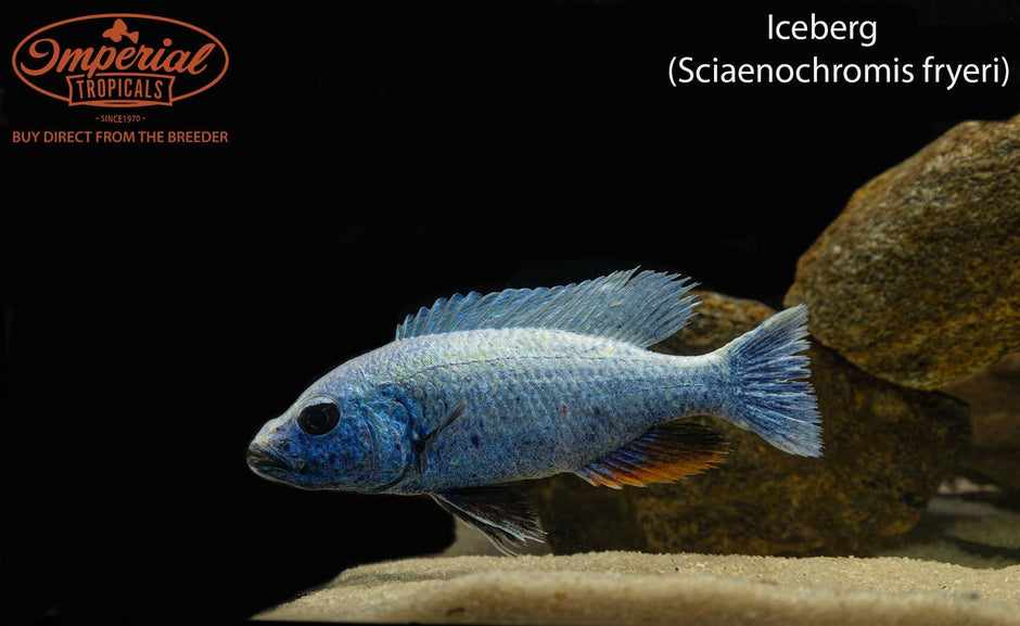 African cichlids – Imperial Tropicals