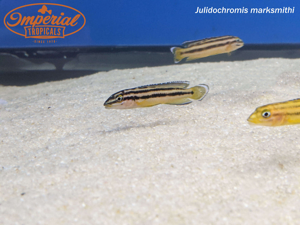 (Julidochromis marksmithi) – Imperial Tropicals