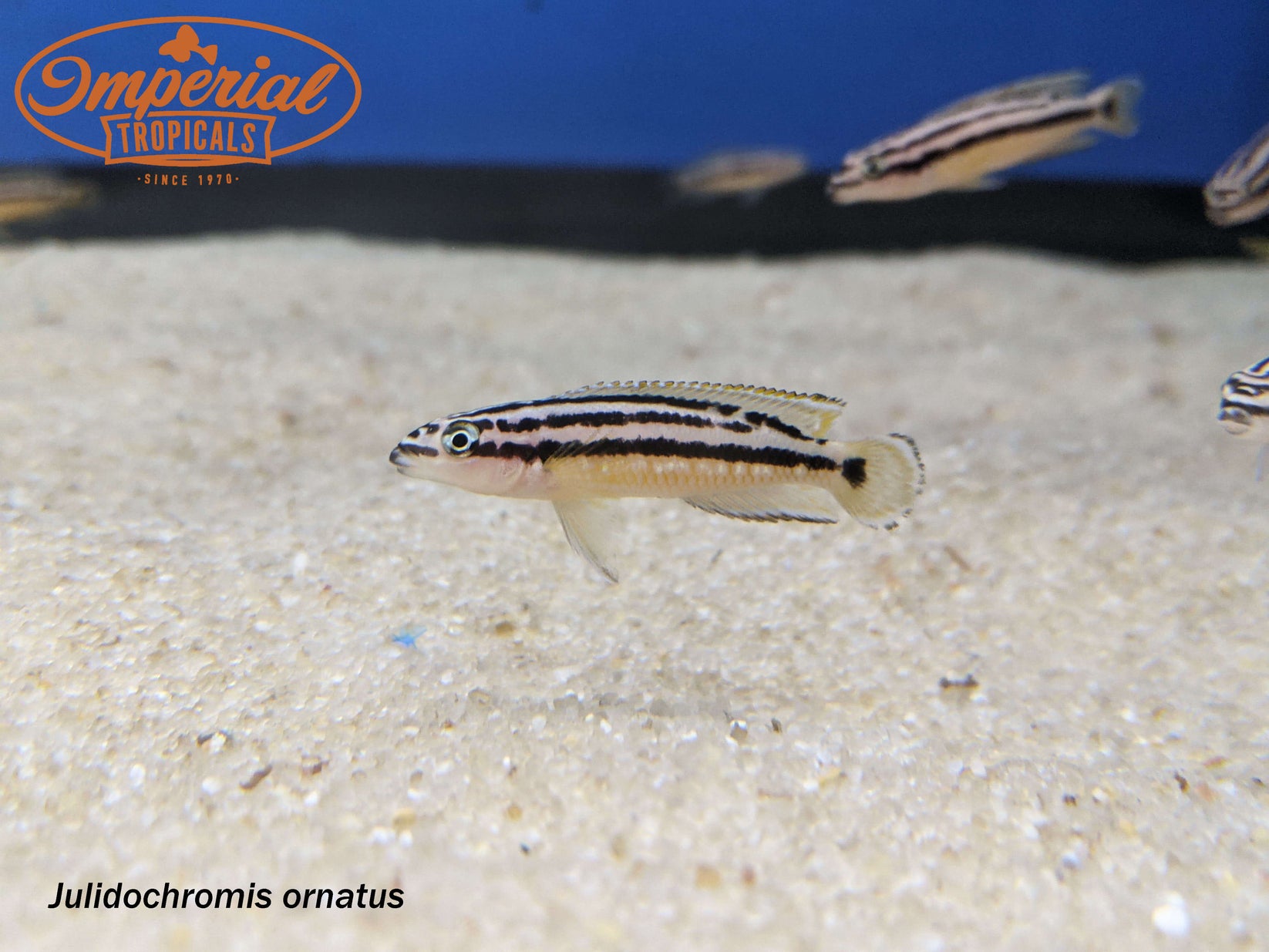 Julidochromis ornatus ”Zambia” - shop Imperial Tropicals