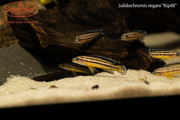 Julidochromis regani "Kipilli" - shop Imperial Tropicals