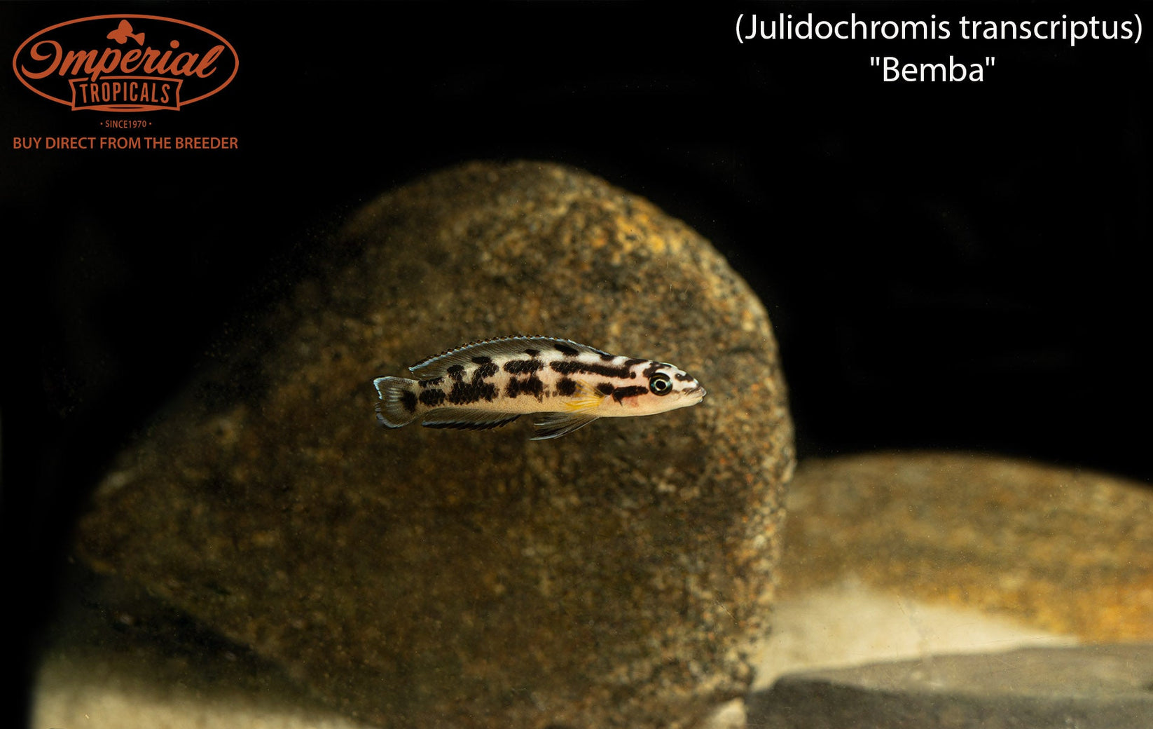 Julidochromis transcriptus "Bemba" - shop Imperial Tropicals